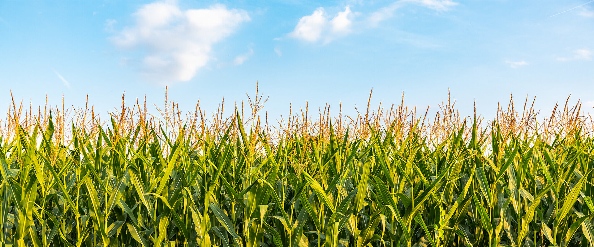 Corn Head – May Wes